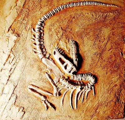 Dinosaur Models – The DinoZone